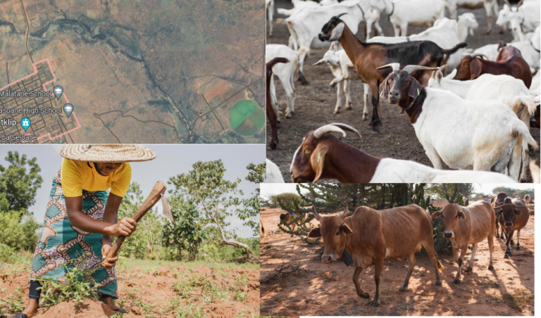 Complementary Roles - Batau Ba Seloane